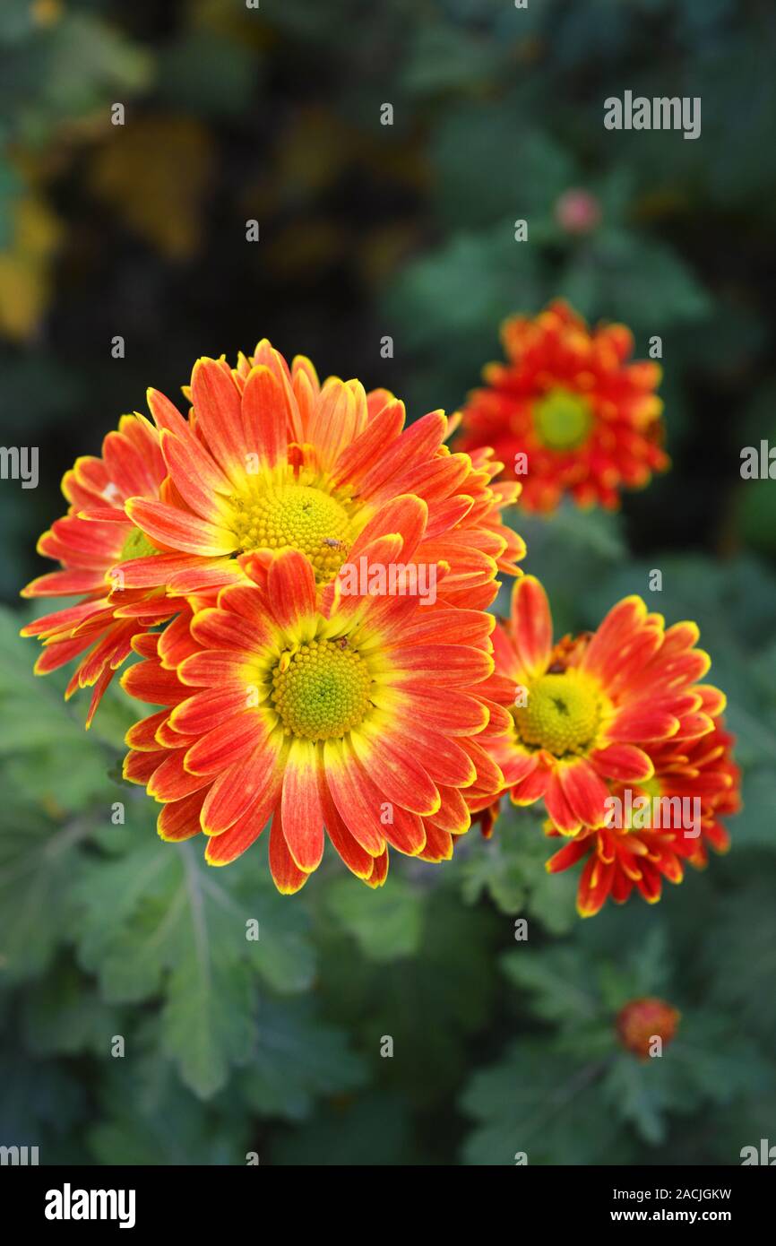 Charming, bright and colorful perennial bouquets of street flowers ...