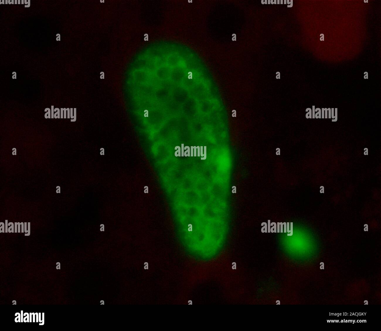 Malaria vaccine research. Light micrograph of a schizont from liver ...