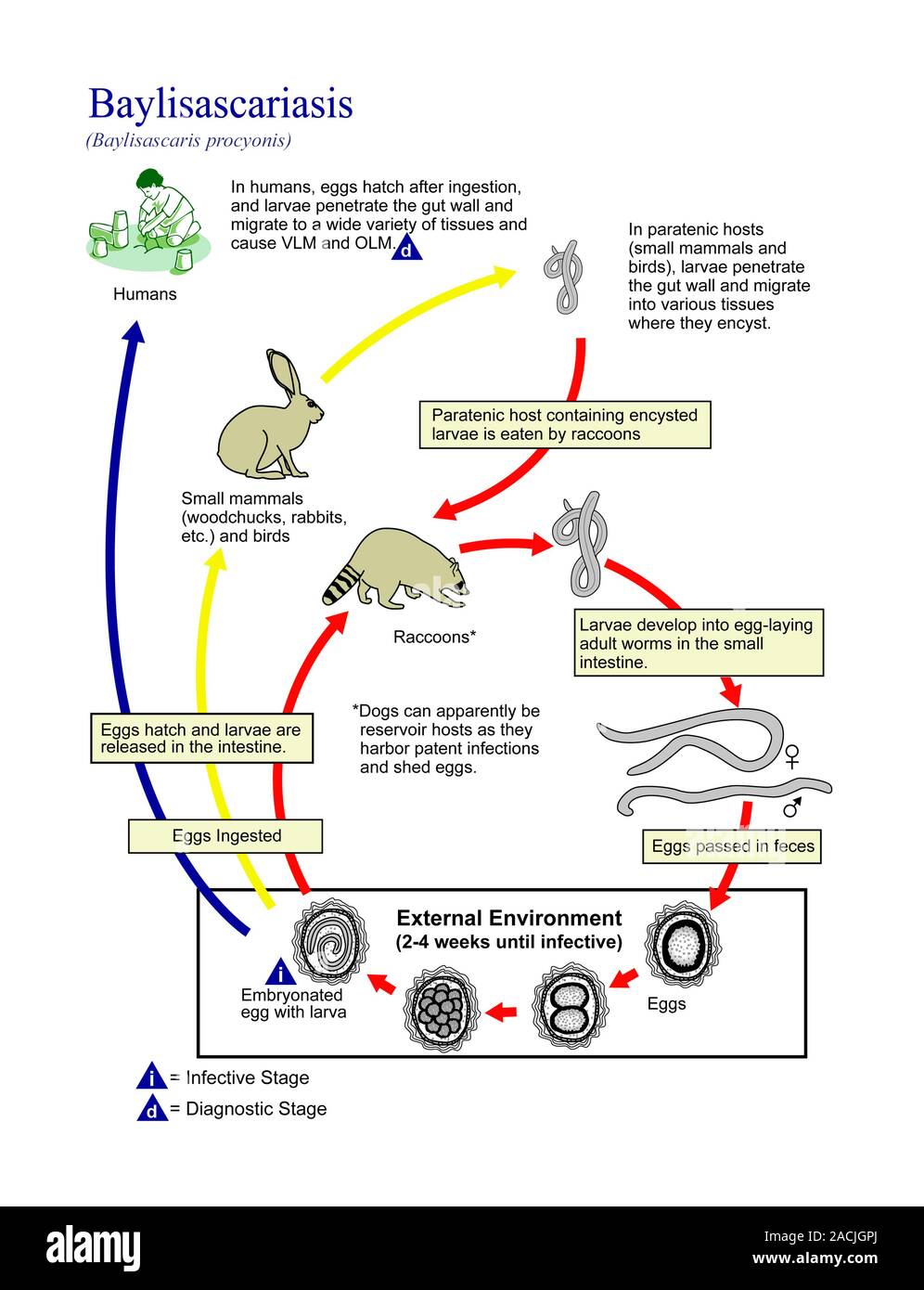 Baylisascariasis life cycle. Diagram showing the life cycle of the ...