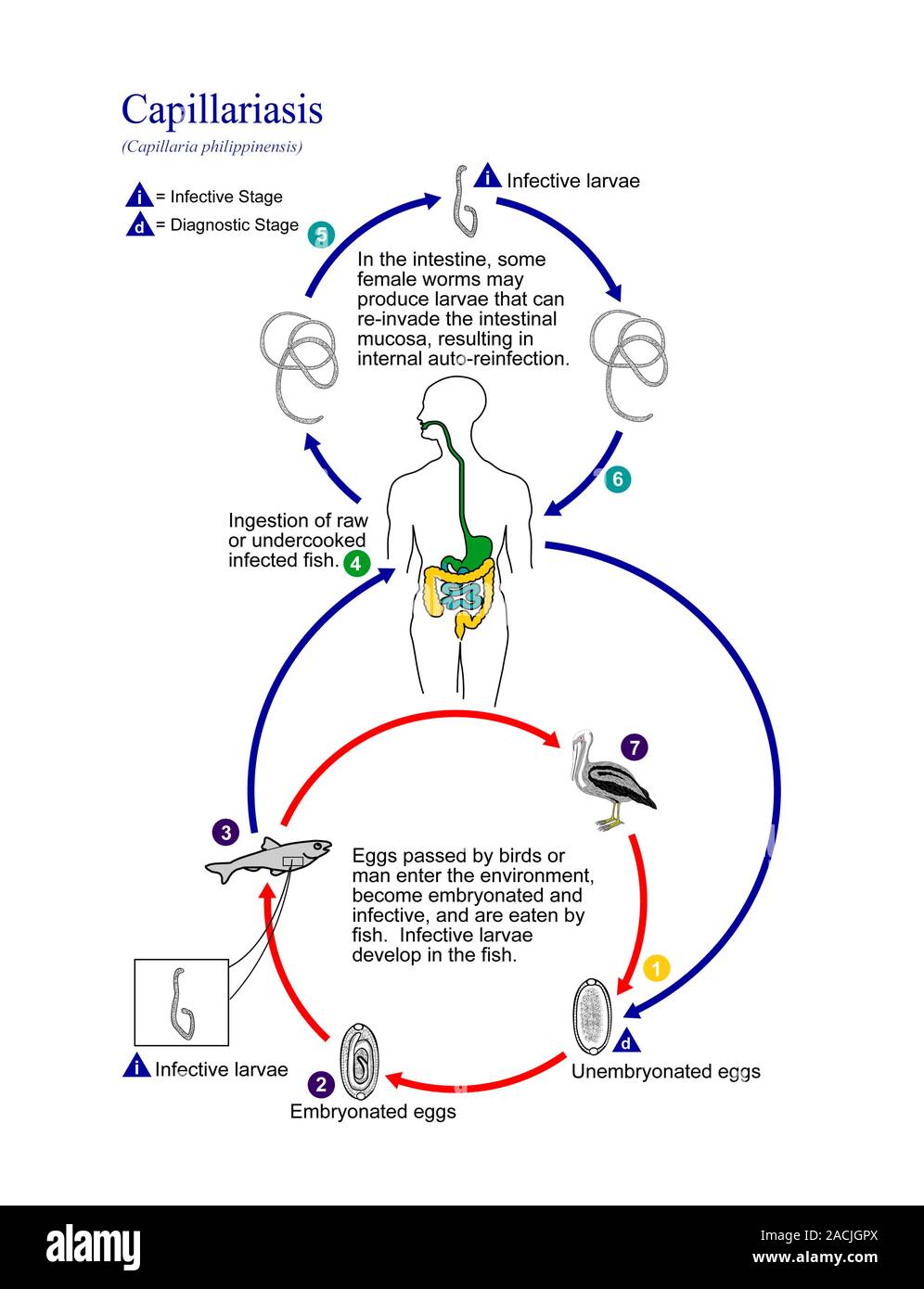 Intestinal capillariasis life cycle. Diagram showing the life cycle of ...
