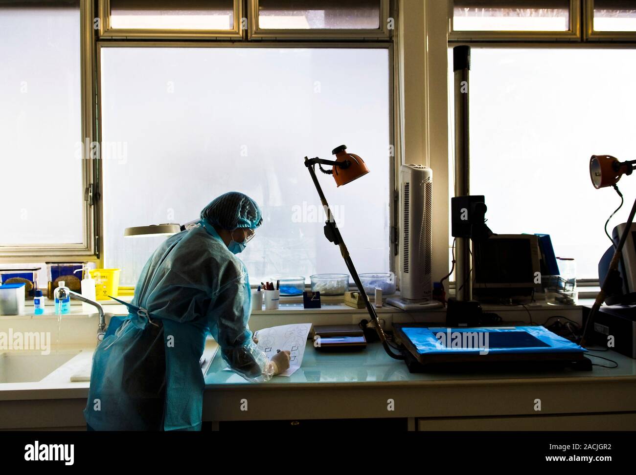 Neuropathology lab. Pathologist collecting a tissue sample from a brain ...