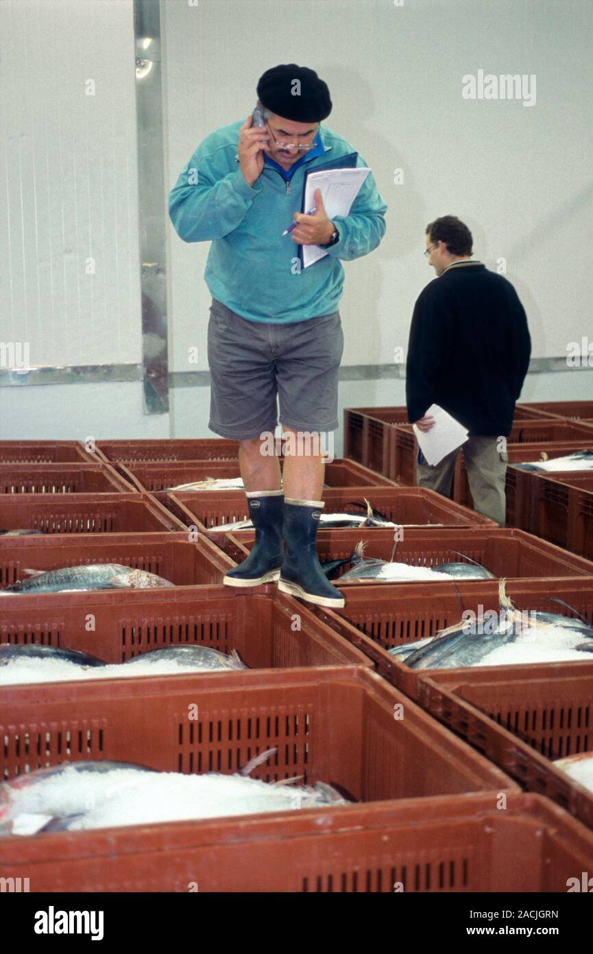 Tuna auction. Fish trader walking along crates of Atlantic bluefin tuna ...
