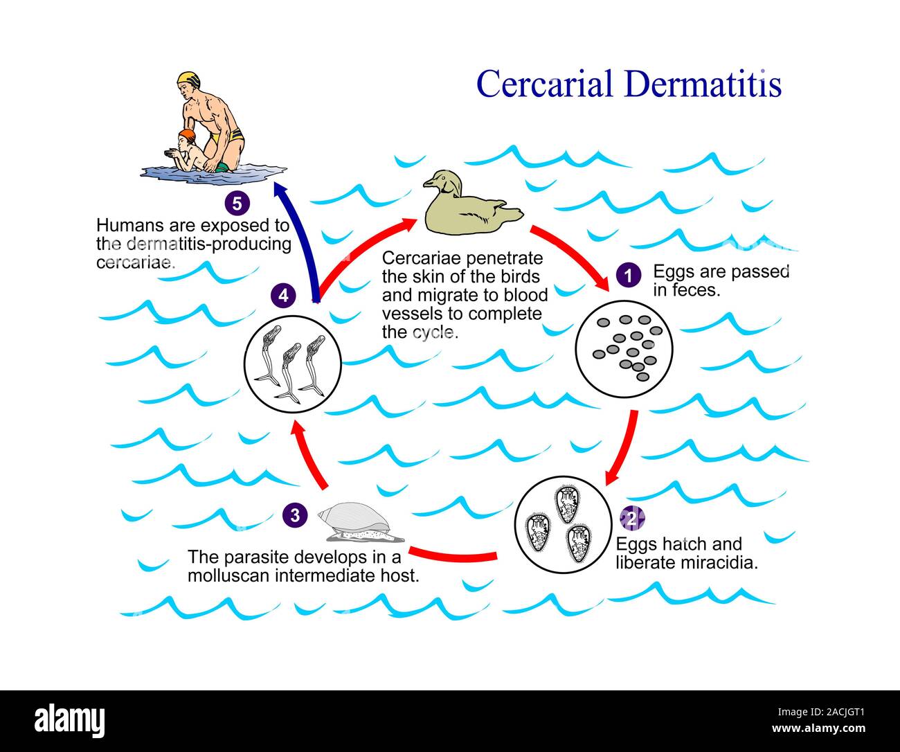 Cercarial dermatitis life cycle. Diagram of the life cycle of the ...
