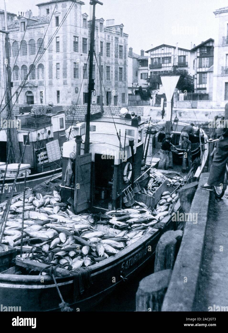 Tuna fishing. Historical image of tuna (Thunnus sp.) on-board a fishing ...