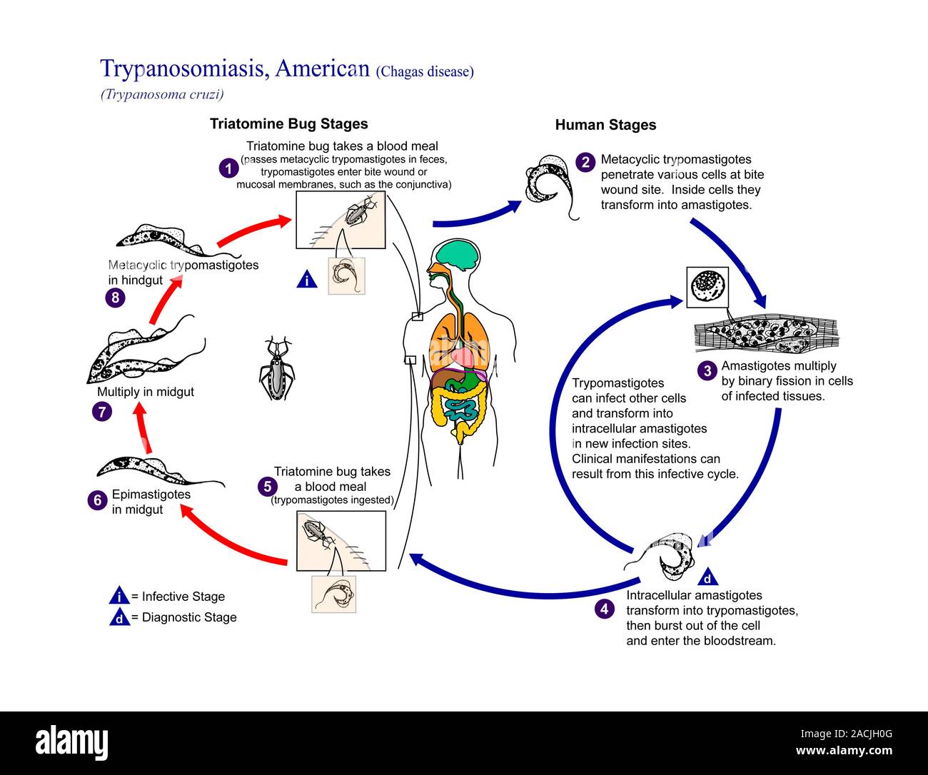 Chagas disease life cycle. Diagram showing the life cycle of the ...
