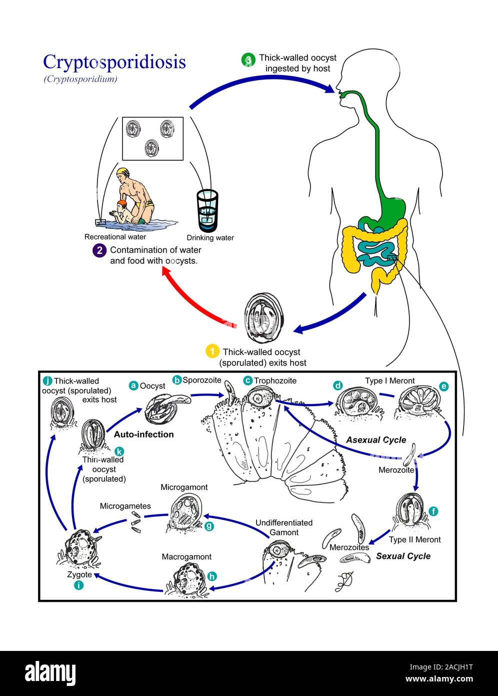 Cryptosporidiosis life cycle. Diagram showing the life cycle of the ...