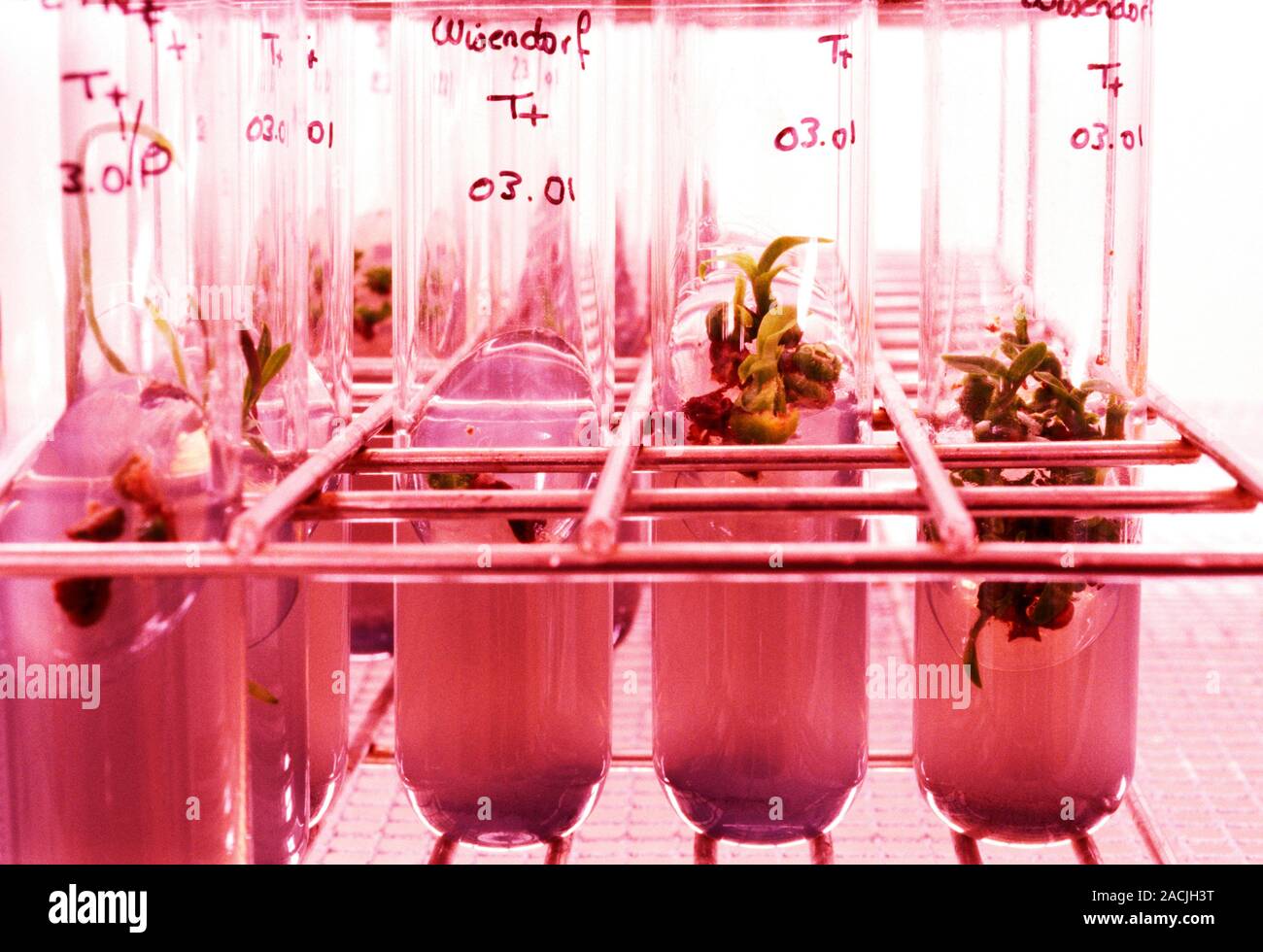 Orchid nursery. Young orchid plants being propagated in test tubes ...