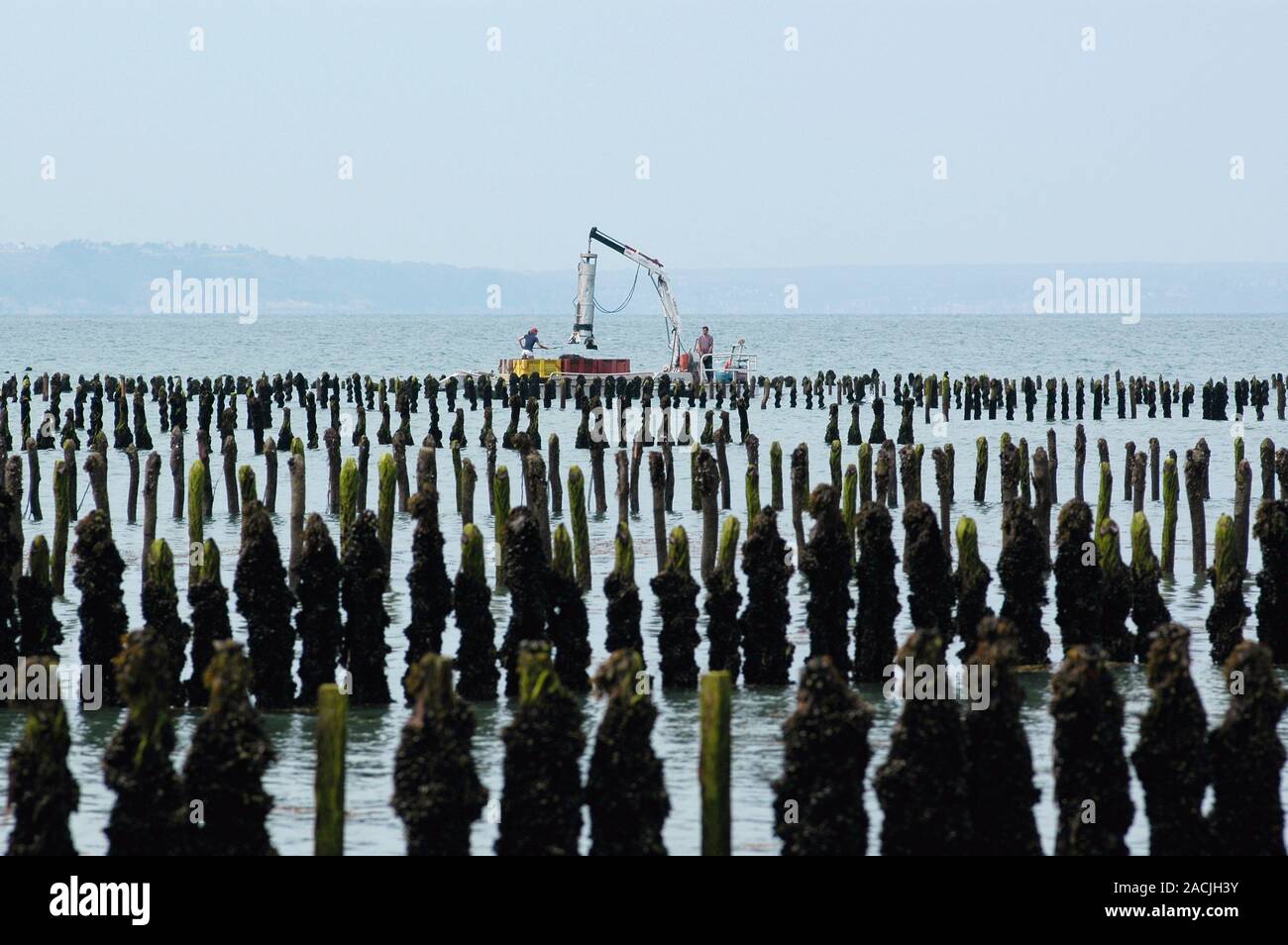 Mussel growing. Workers harvesting mussels on a mussel farm. There are ...