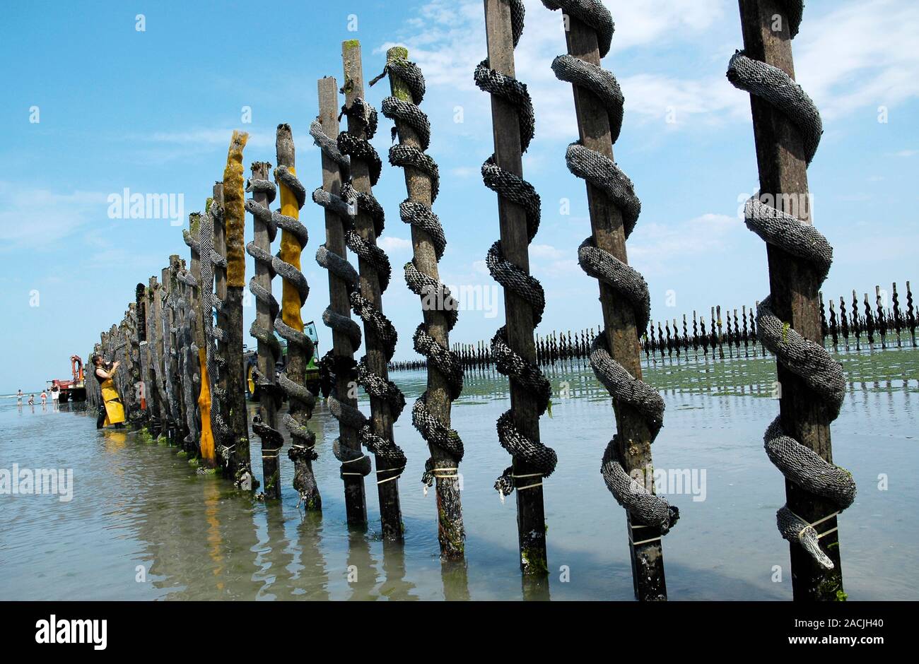 Mussel growing. Worker 'planting' mussels at low tide on a mussel farm ...