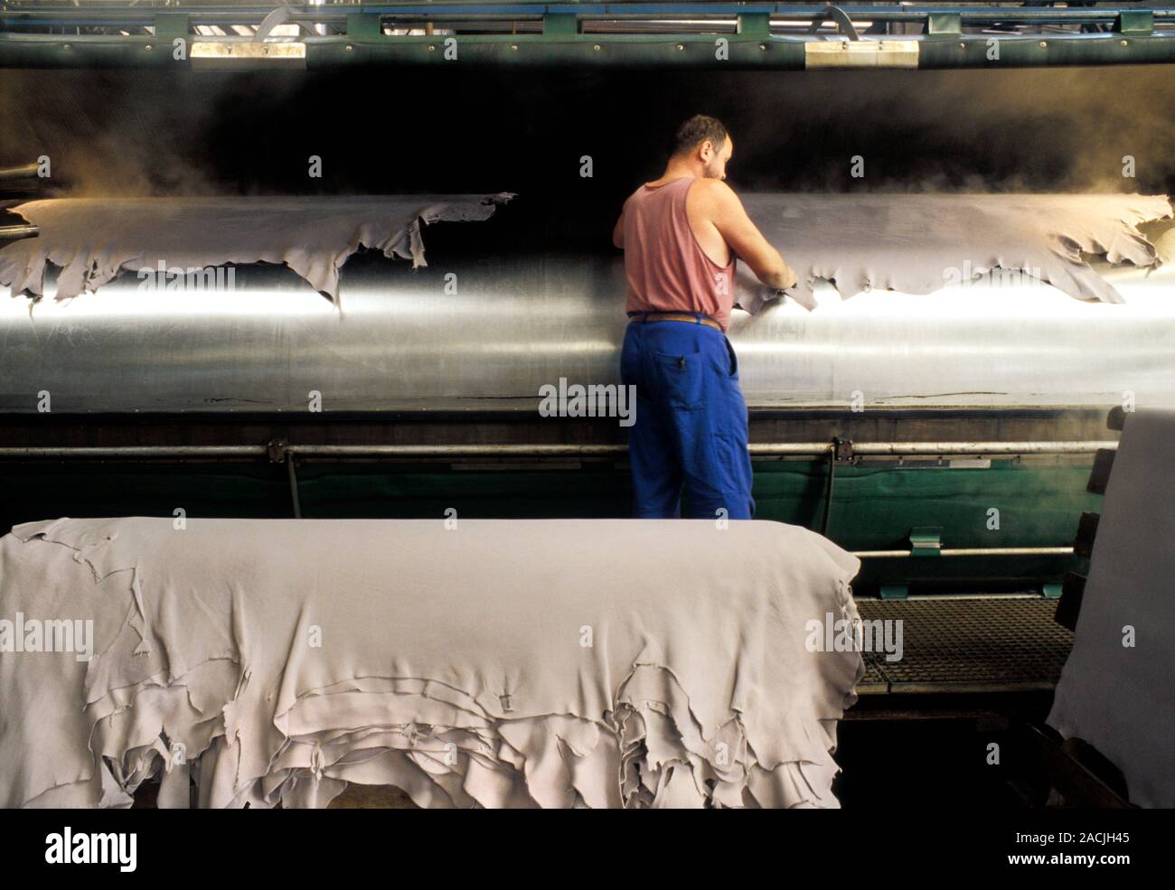 Tannery. Worker placing animal skins on a drying machine at a tannery ...