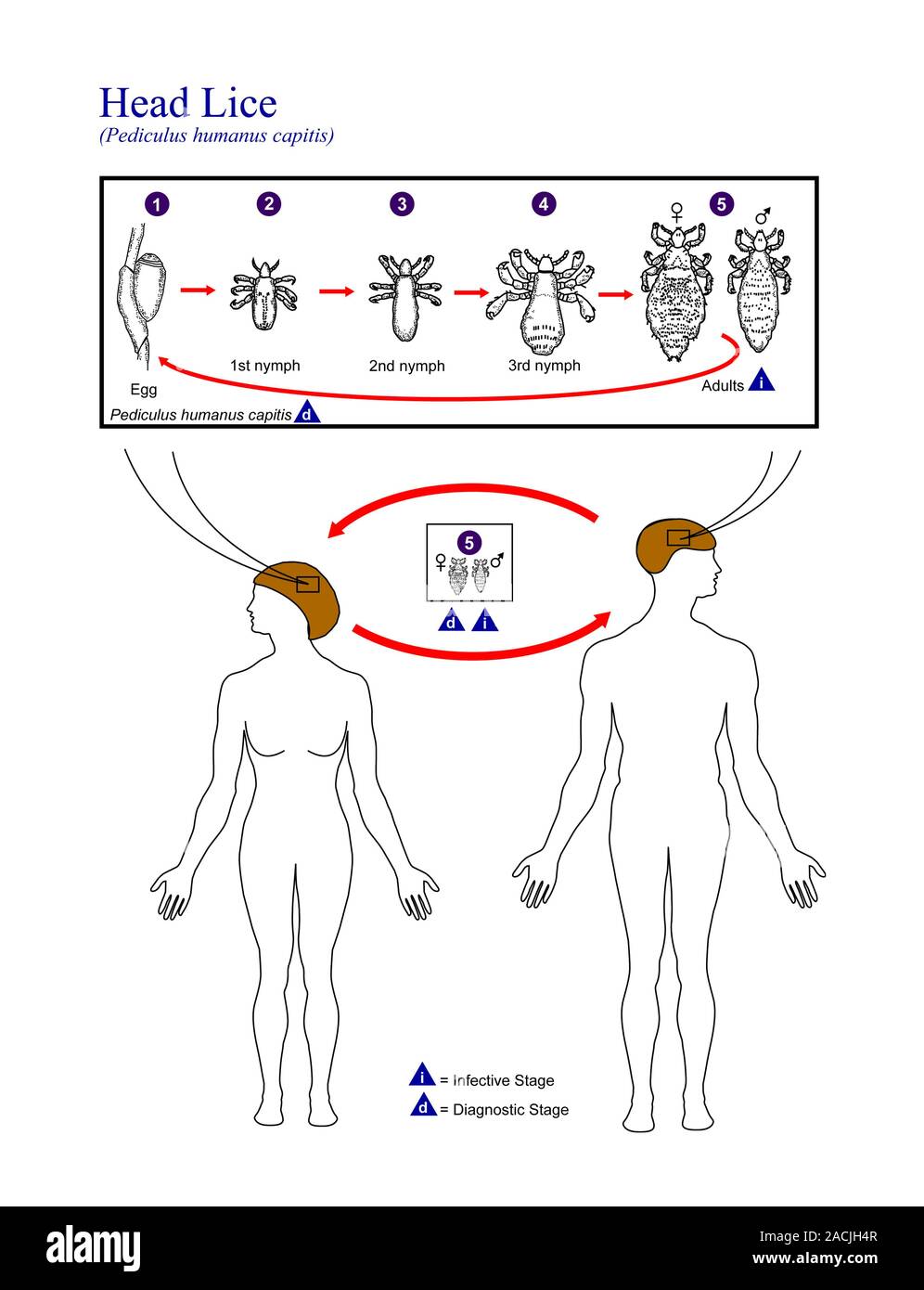 Head louse life cycle. Diagram showing the life cycle of the human head ...