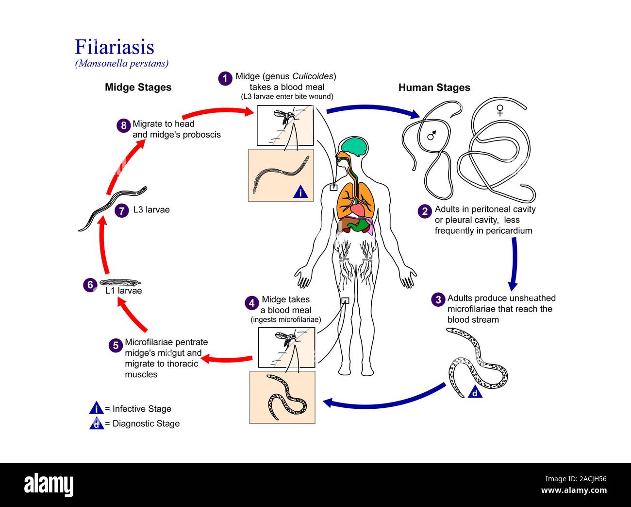 Serous cavity filariasis life cycle. Diagram showing the life cycle of ...