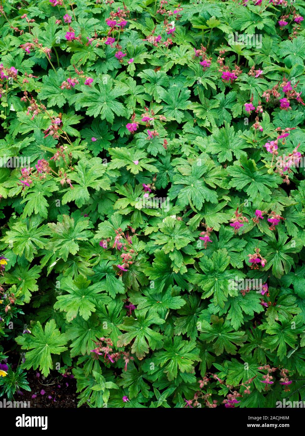 Geranium macrorrhizum 'Bevan's Variety' Stock Photo - Alamy
