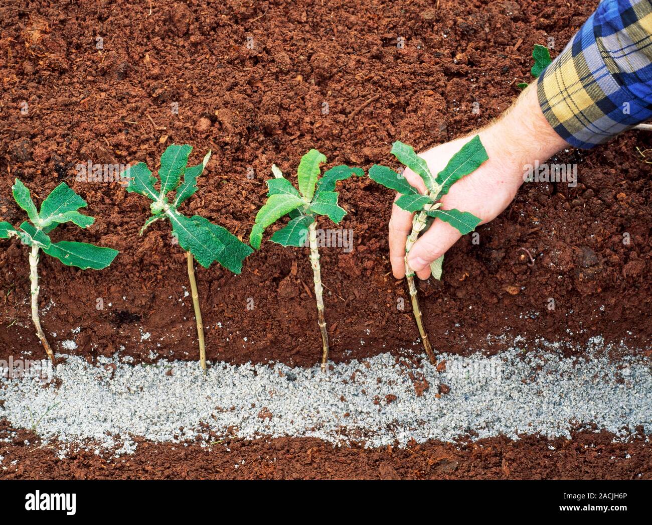 Hardwood cuttings - inserting cutting in prepared trench (Buddleja ...