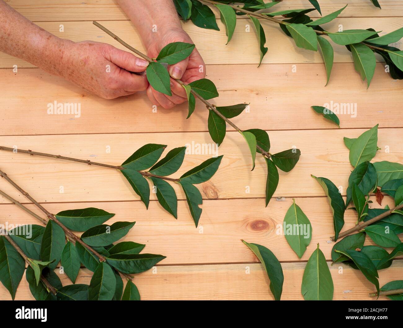Hardwood cuttings. Preparing cuttings of semi-evergreen privet ...