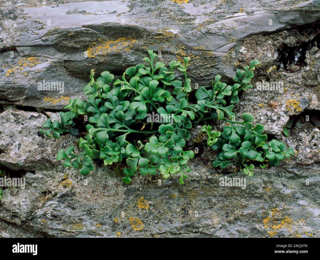 Asplenium ruta muraria Stock Photo - Alamy