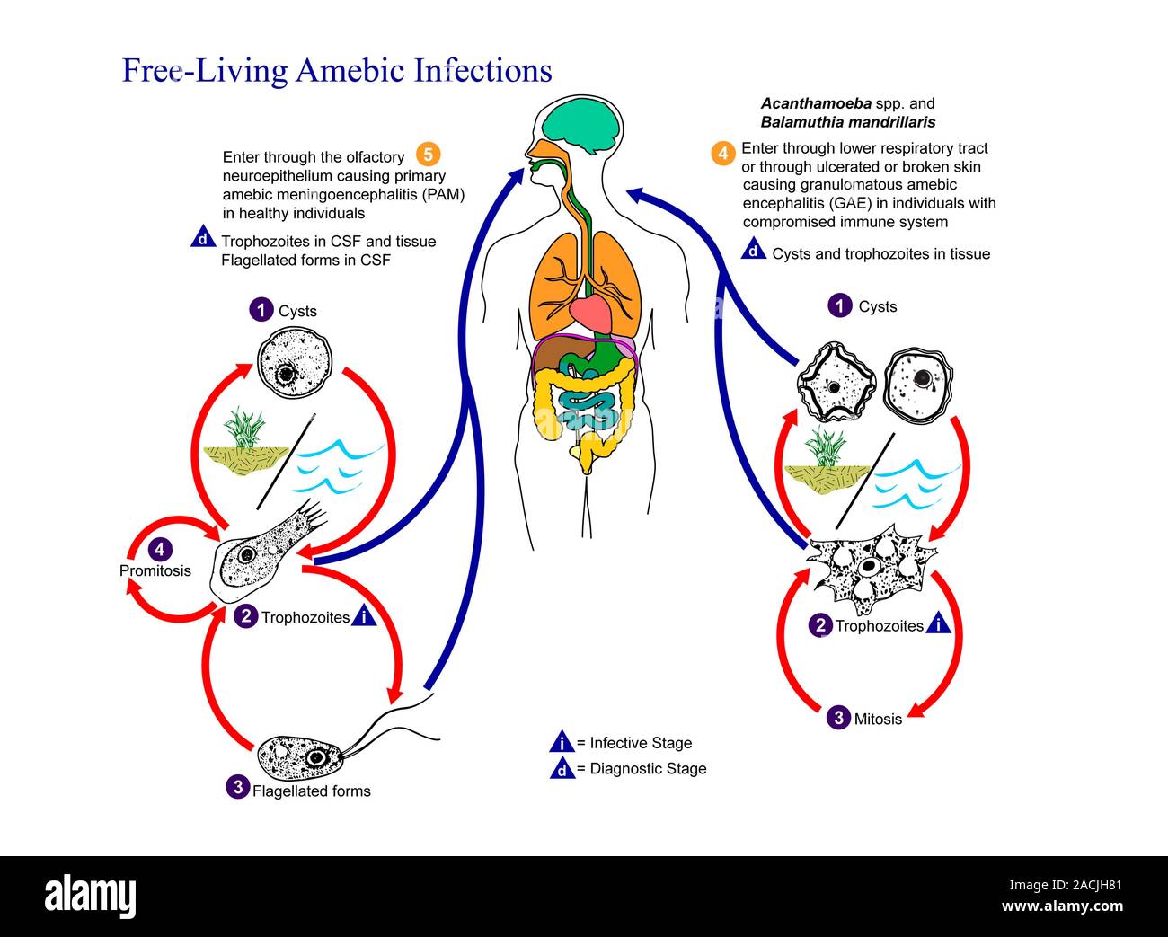 Free-living amoebae life cycles. Diagram showing the life cycles of two ...