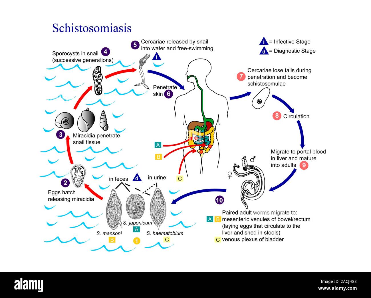 Schistosomiasis parasite life cycles. Diagram showing the life cycle of ...