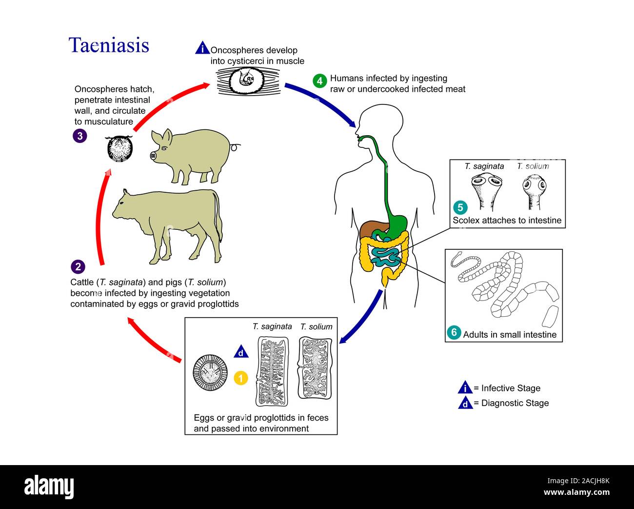 Pork and beef tapeworm life cycles. Diagram showing the life cycles of ...