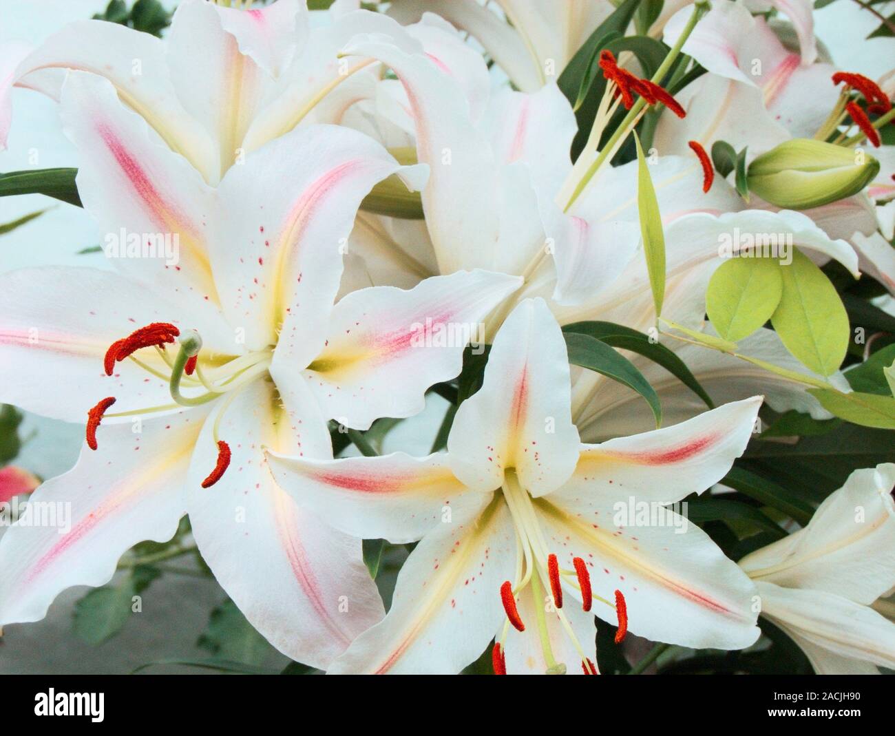 Lily (Lilium 'BonBini') in flower Stock Photo - Alamy