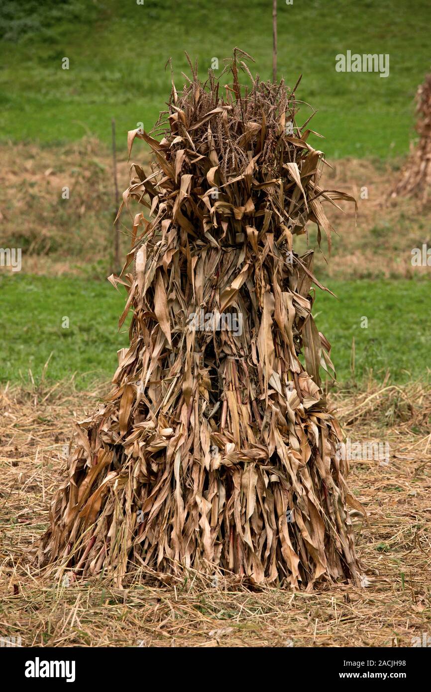 Maize stooks, near Garda de Sus, Apuseni Mountains in Romania Stock ...