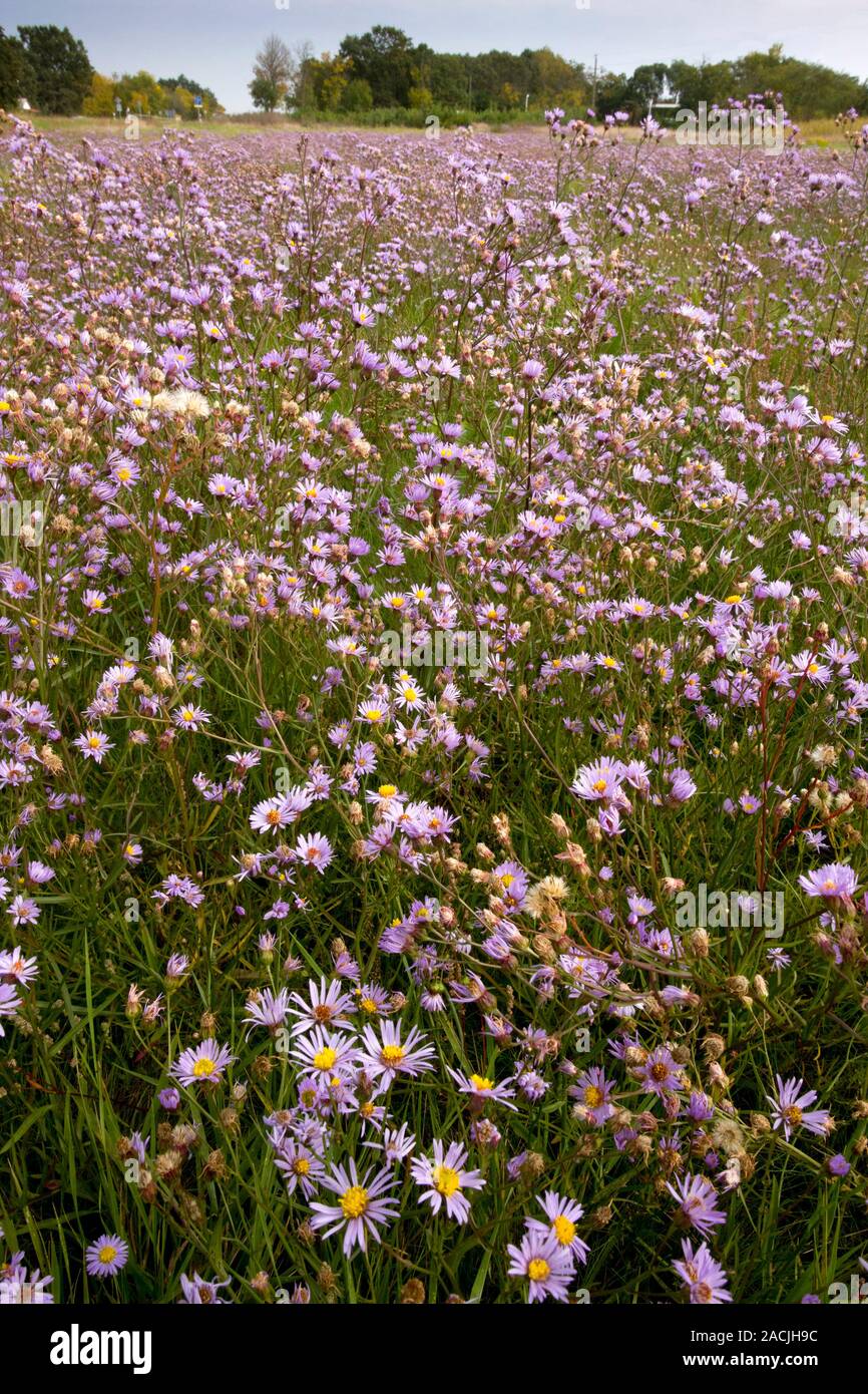 Pannonian Sea Aster (Aster tripolium ssp pannonicum) flowering on ...