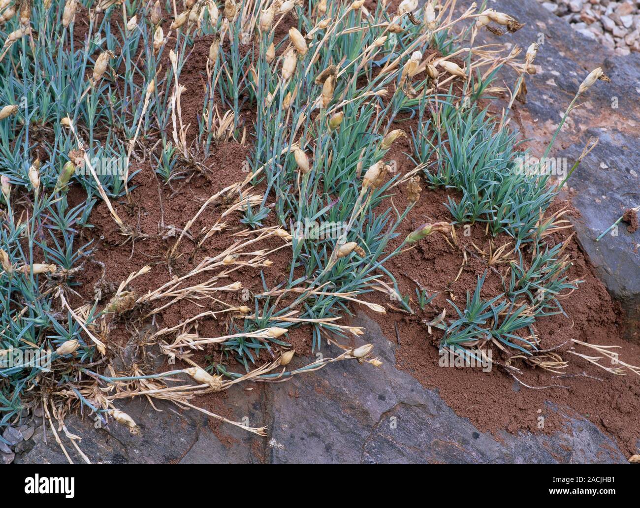 Mound ants - Lasius sp. forming mounds of soil among rockery plants ...