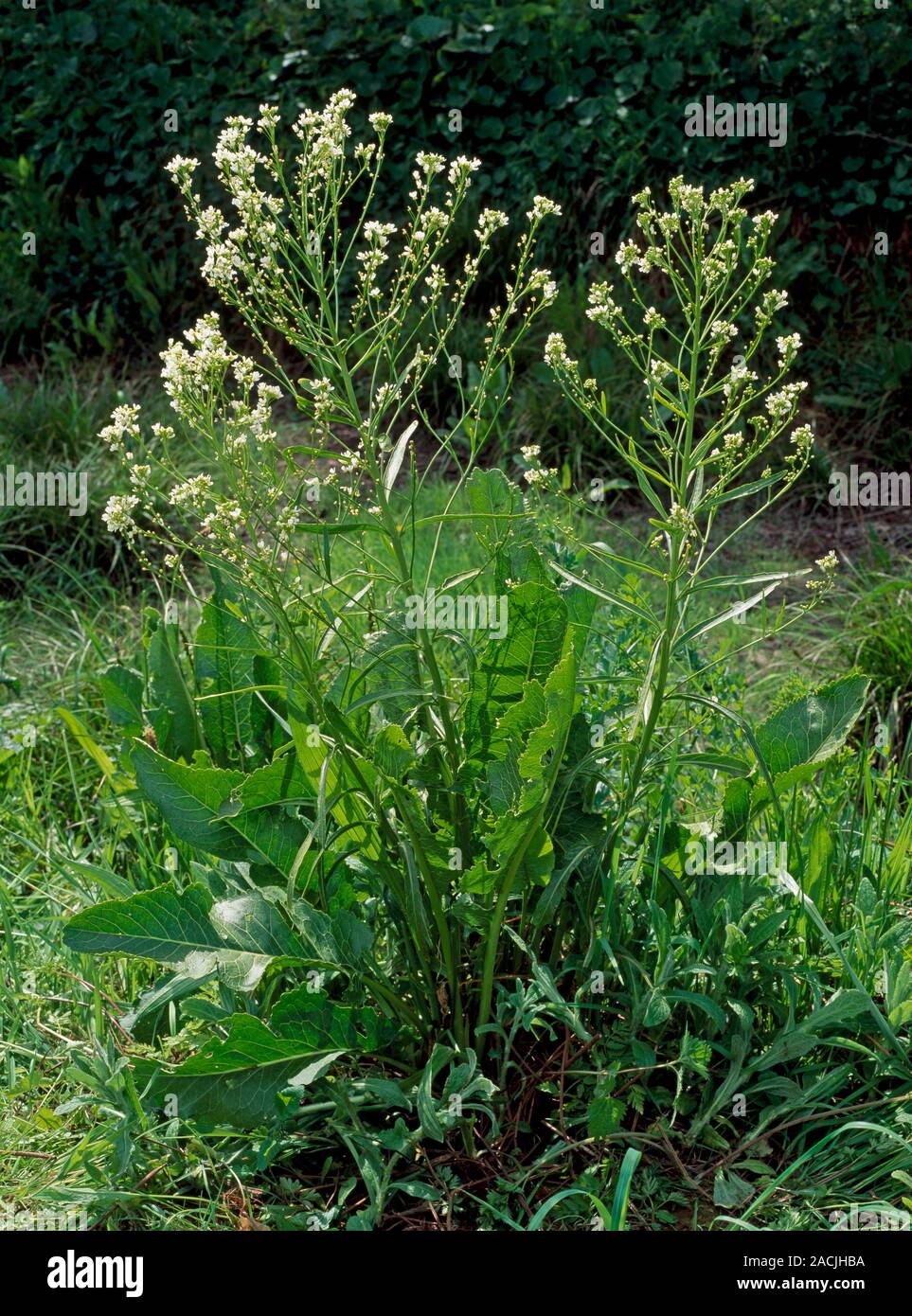 Horseradish (Armoracia rusticana Stock Photo - Alamy