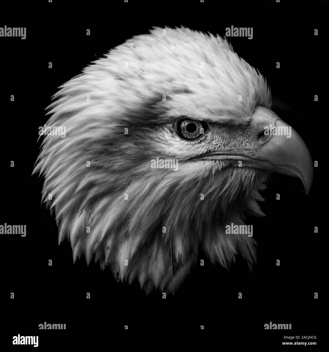 Bald eagle america Black and White Stock Photos & Images - Alamy