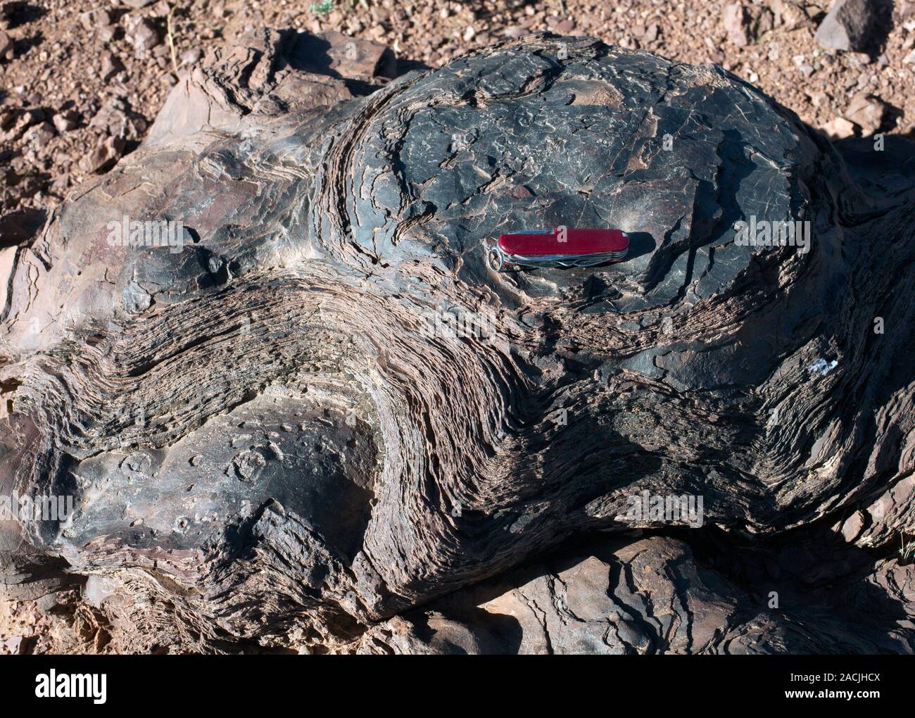 Fossilised stromatolites. Stromatolites are mineralised microbial ...