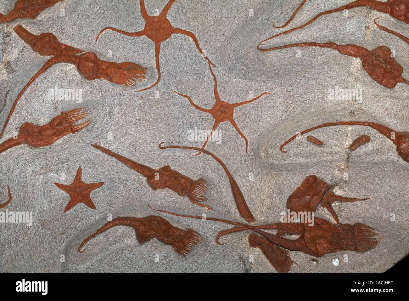 Echinoderm Fossils Fossilised Remains Of A Collection Of Different Echinoderms Dating From The