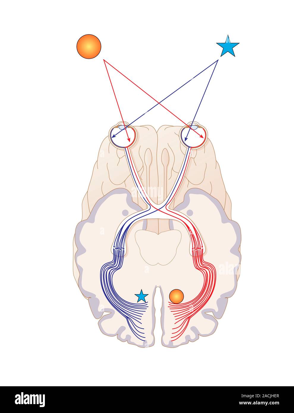 Visual pathways. Artwork of the visual pathways in the human brain. The ...