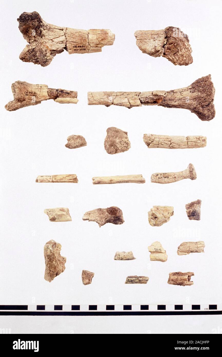 Australopithecus skeleton fragments. Fossilised fragments of an ...