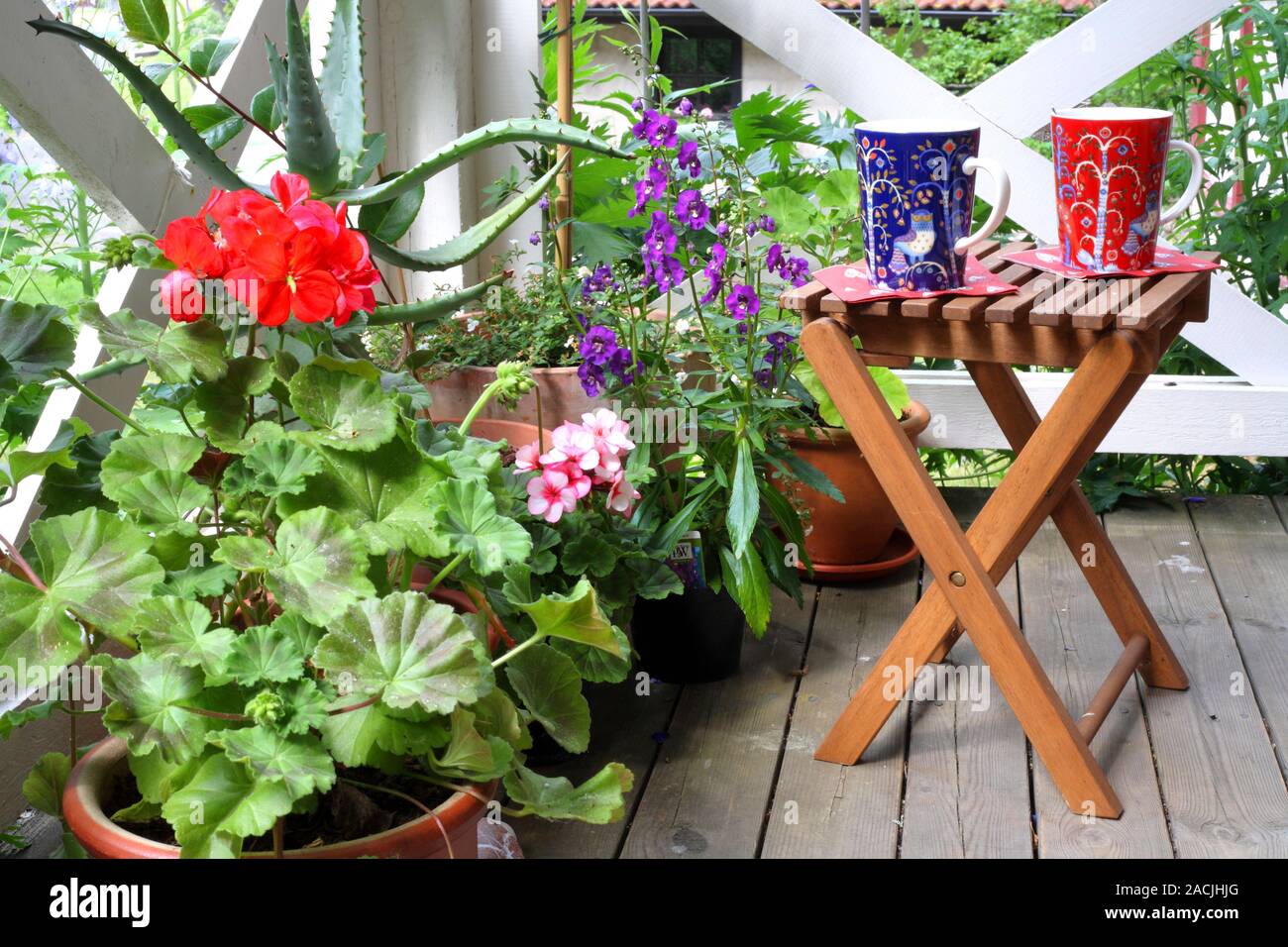 Garden verandah, with plants and a small table with drinks ...
