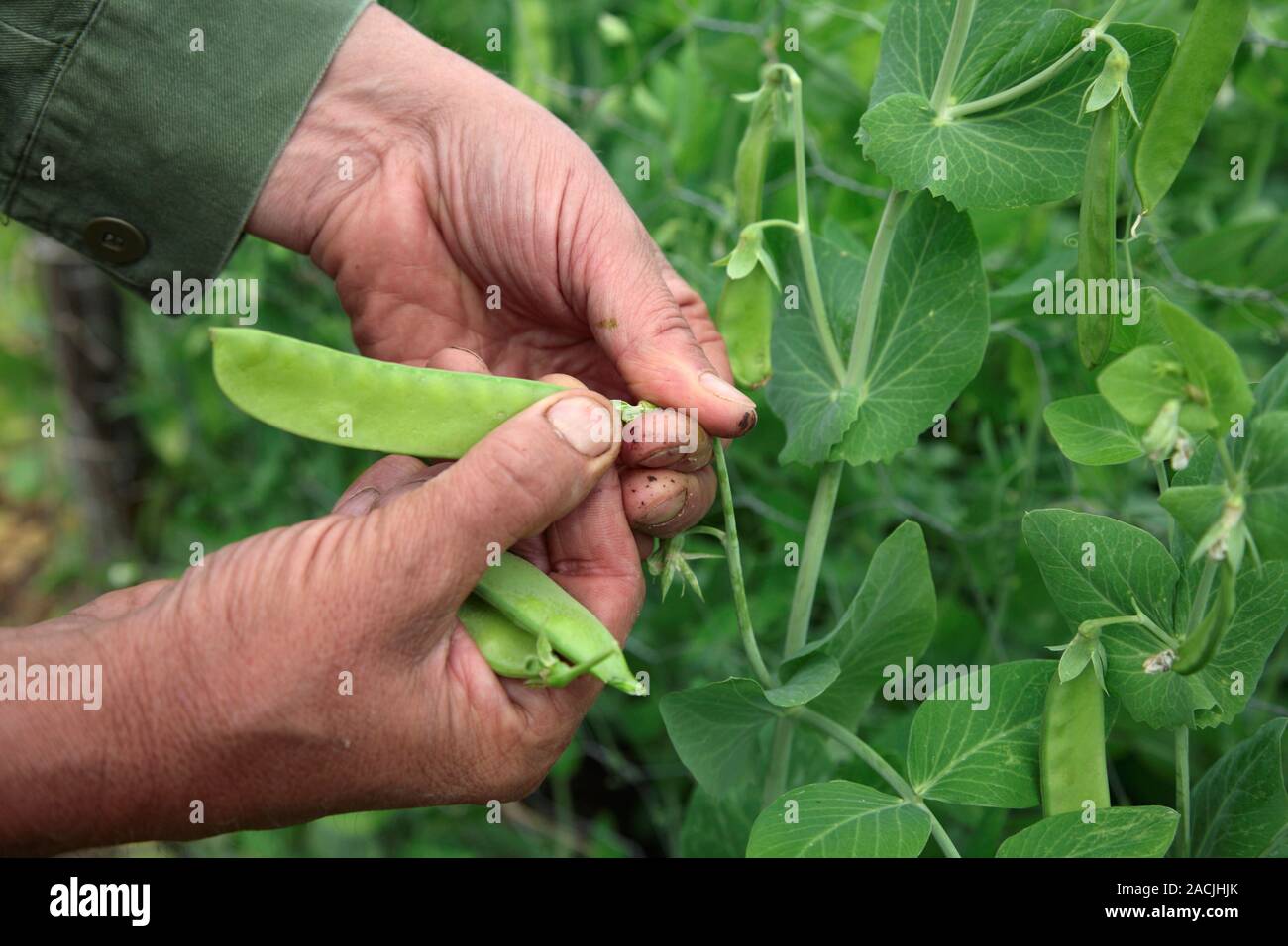 Harvesting sugar pea pods. Gardener picking pods of the sugar pea ...