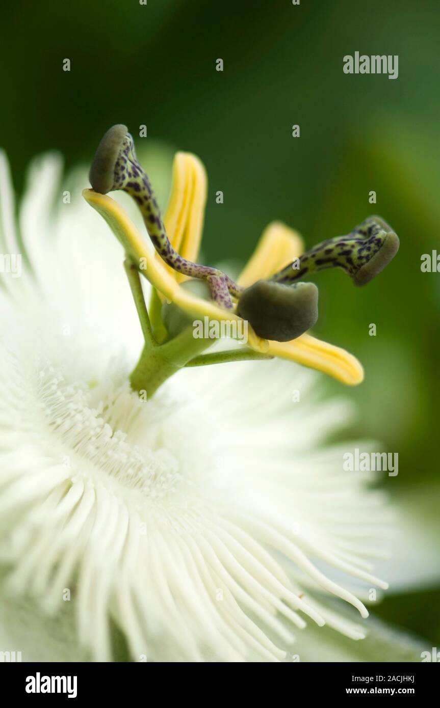 Passion flower (Passiflora sp.) in flower, showing stamens and stigma ...