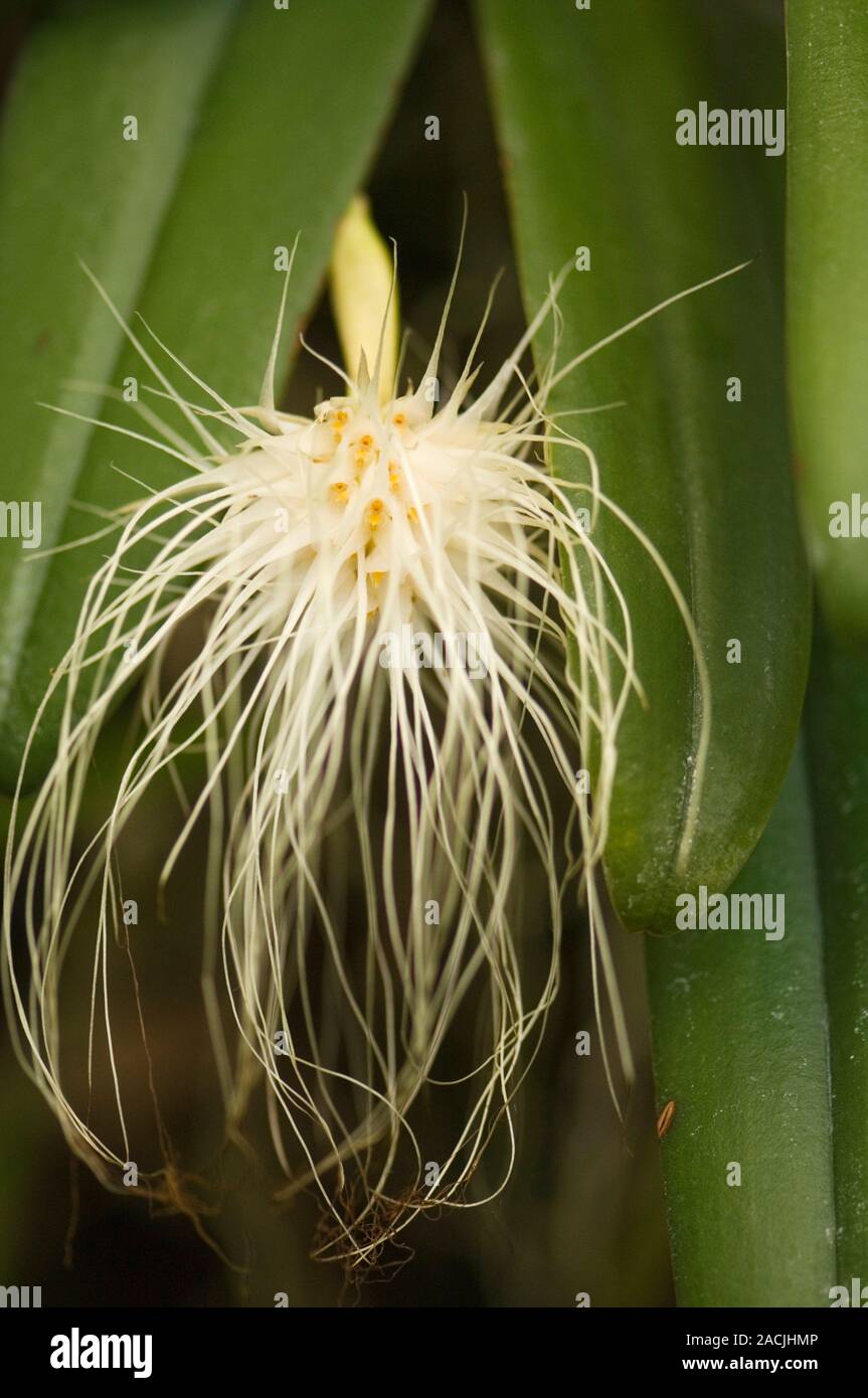 Orchid (Bulbophyllum sp.) in flower Stock Photo - Alamy