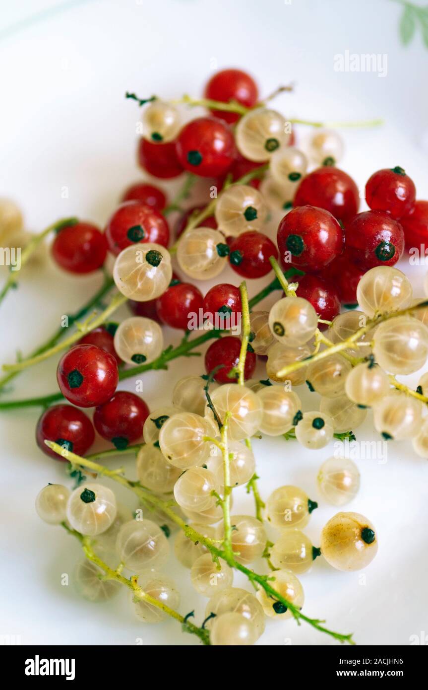 Harvested red and white currants (Ribes sativum and Ribes rubrum Stock ...
