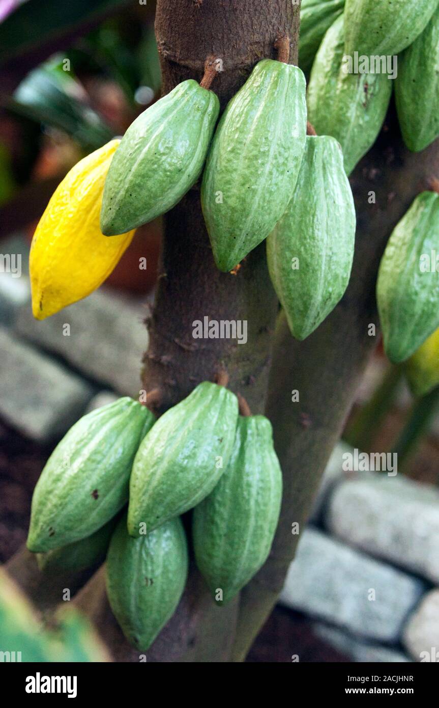 Cocoa pods ripening on tree Stock Photo - Alamy