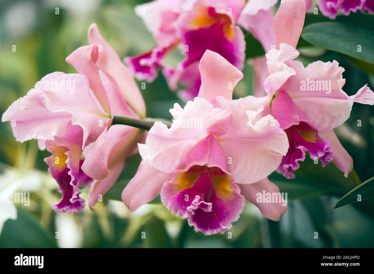 Orchid (Cattleya sp.) in flower Stock Photo - Alamy