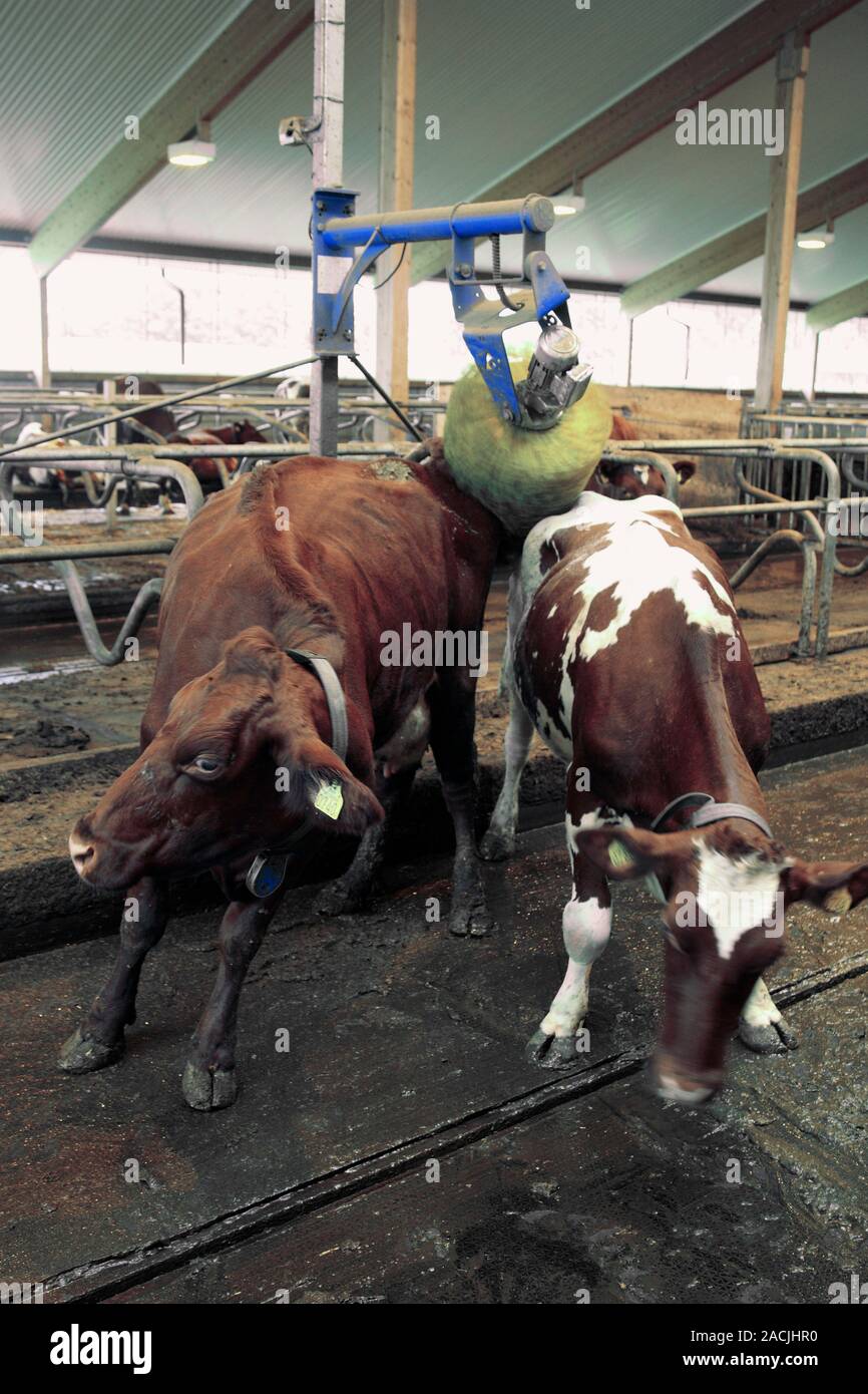 Cow brush. Dairy cows using a cow brush to groom and clean themselves ...