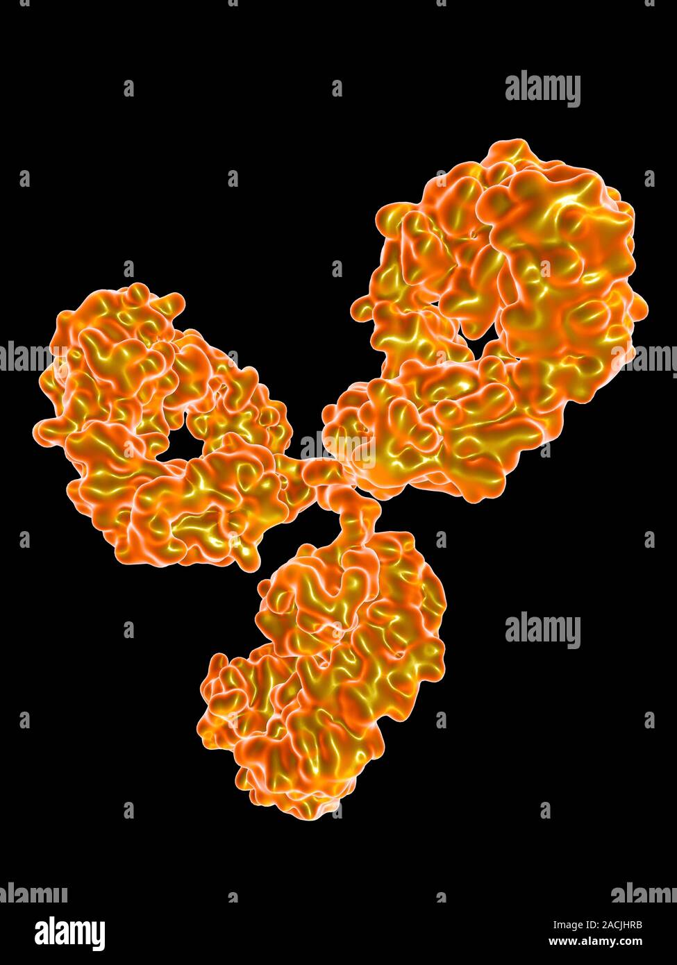 Immunoglobulin G antibody molecule. Computer model showing the ...