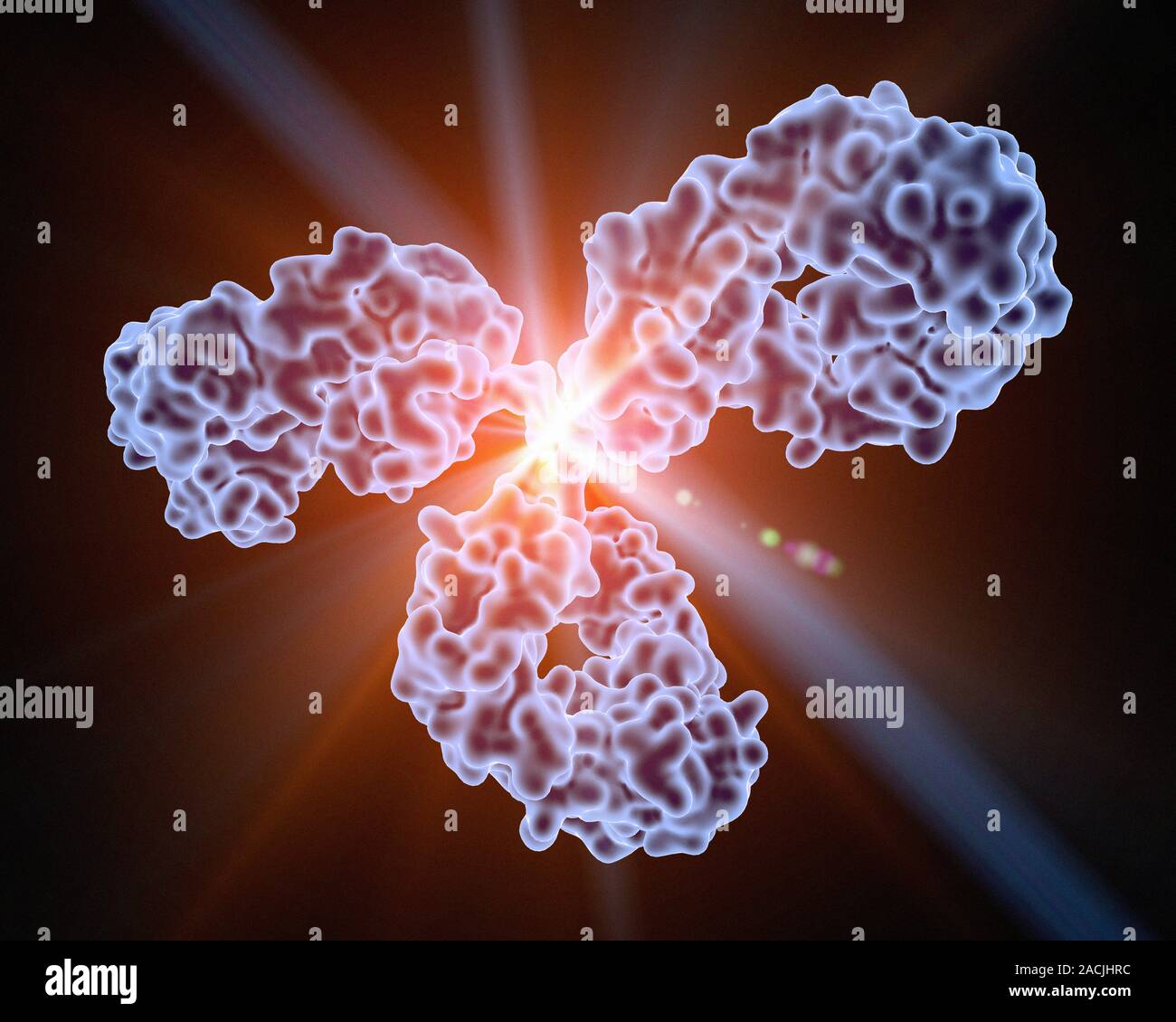 Immunoglobulin G antibody molecule. Computer model showing the ...