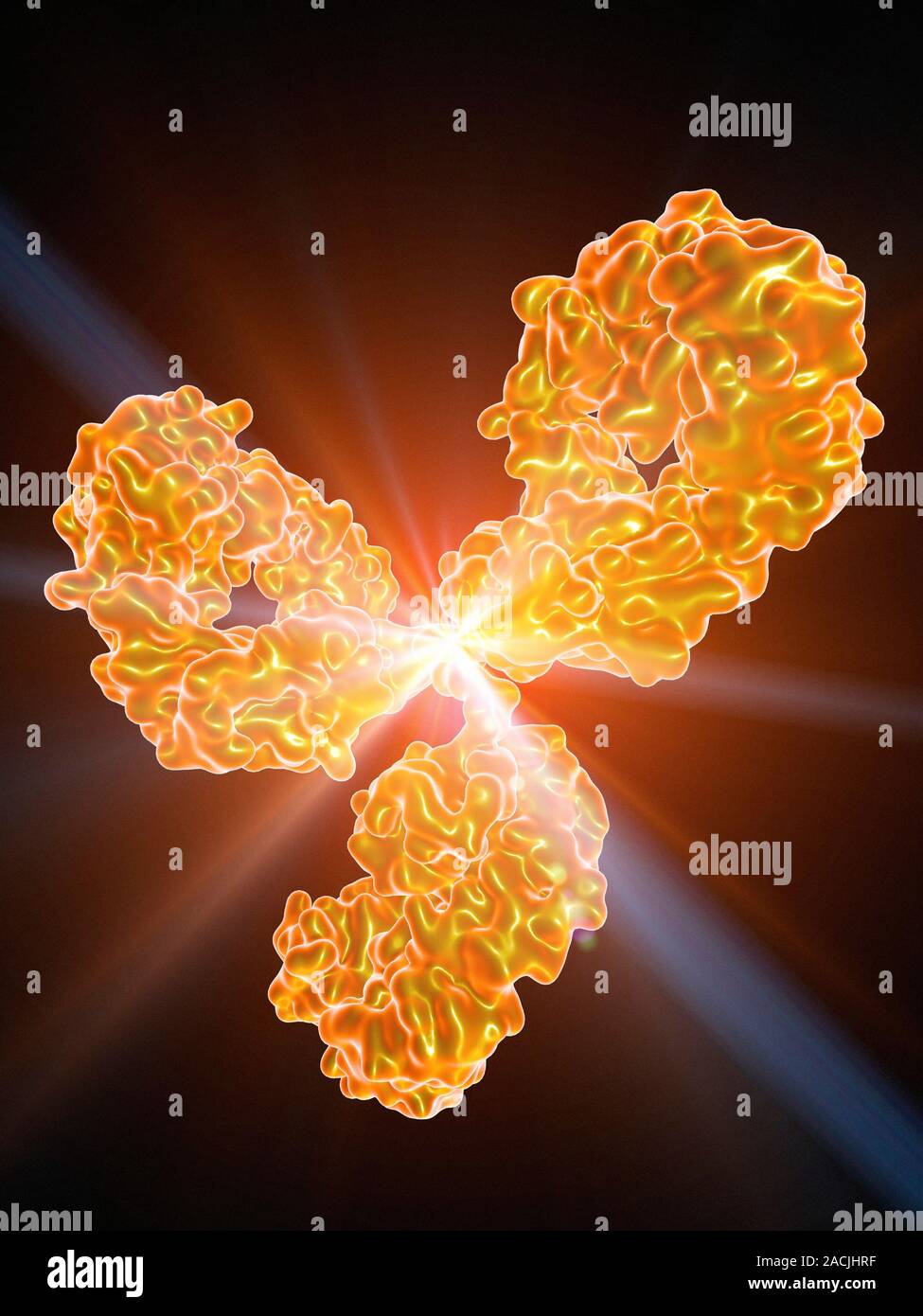 Immunoglobulin G antibody molecule. Computer model showing the ...