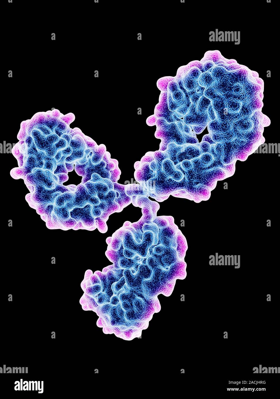 Immunoglobulin G antibody molecule. Computer model showing the ...
