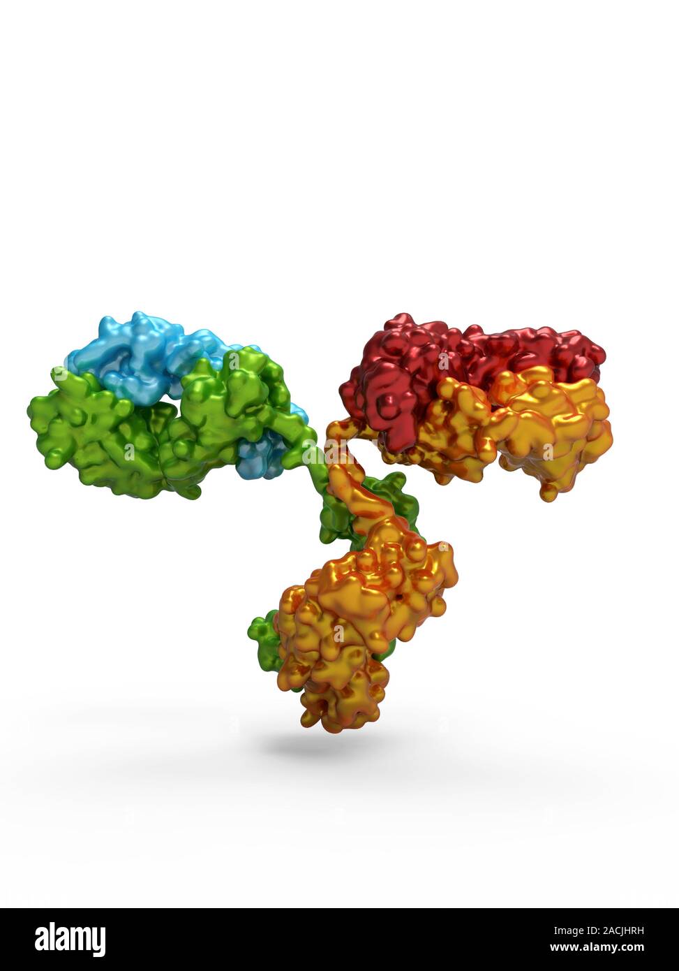 Immunoglobulin G antibody molecule. Computer model showing the ...