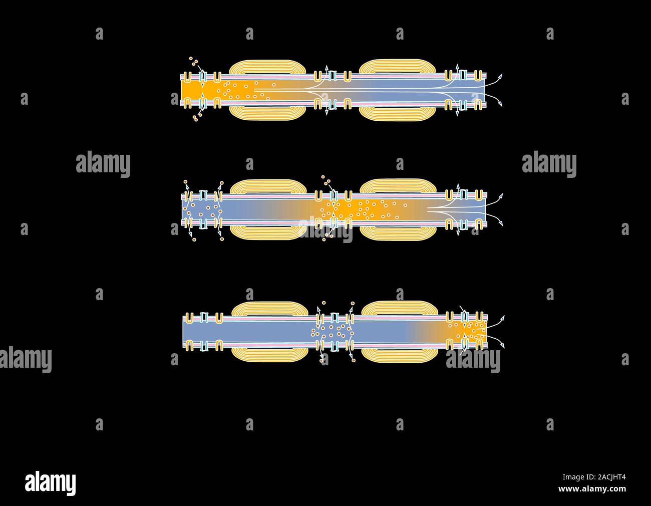 Saltatory conduction of nerve impulse, computer artwork. Nerve impulses move along myelinated ...