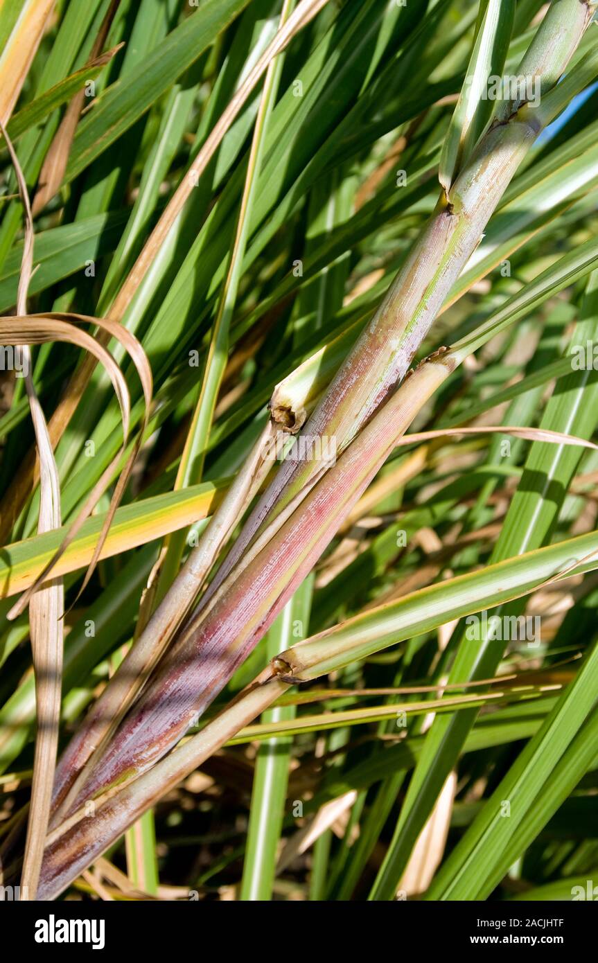 Sugar cane. Close-up of a sugar cane plant being cultivated as a crop ...