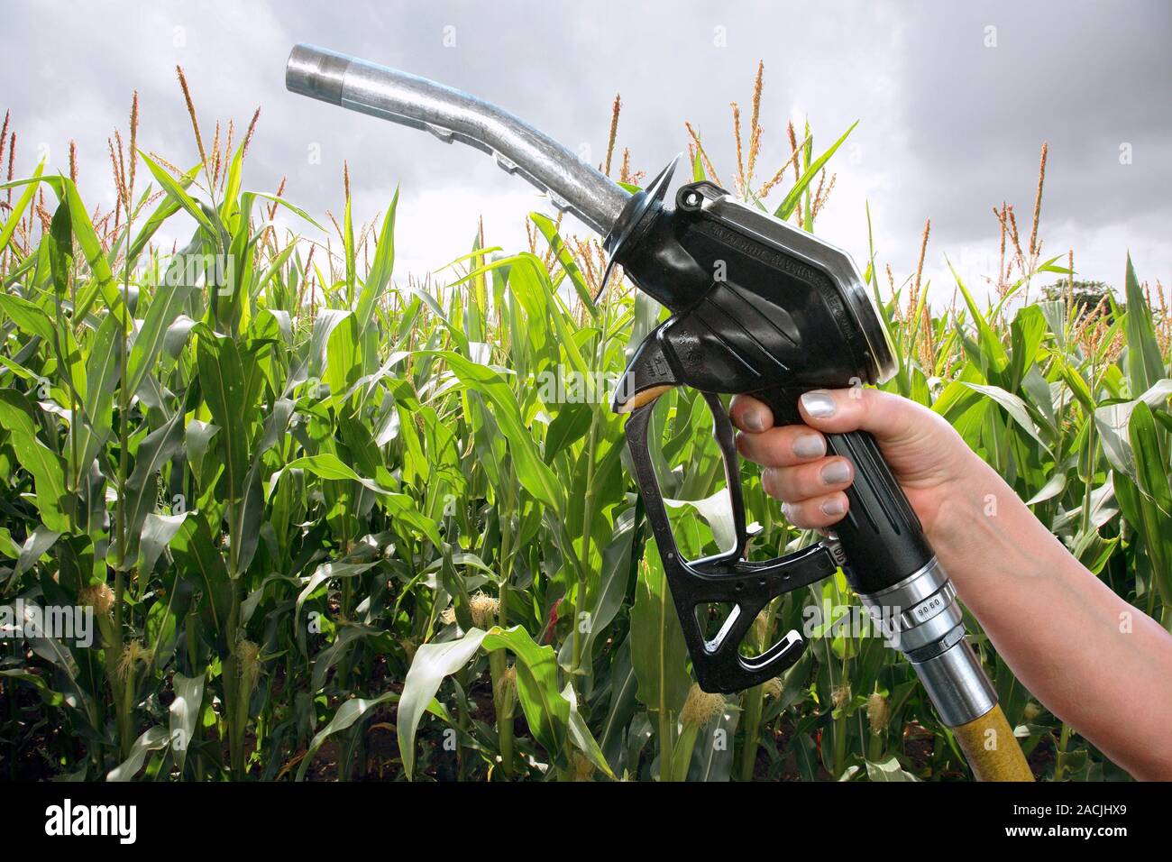Maize biofuel, conceptual image. Hand holding a fuel pump nozzle in ...