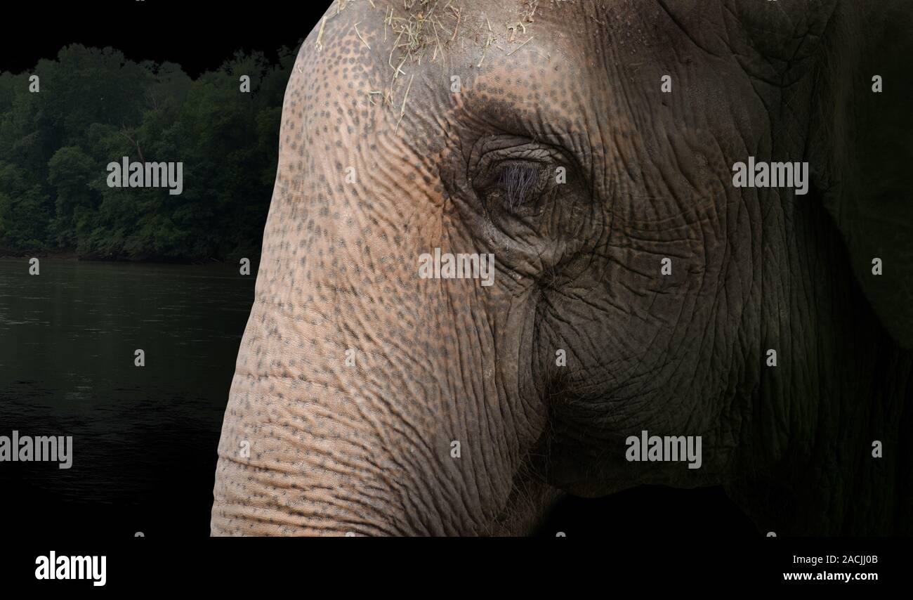 Dramatic light on an African elephant closeup with toned back forest ...